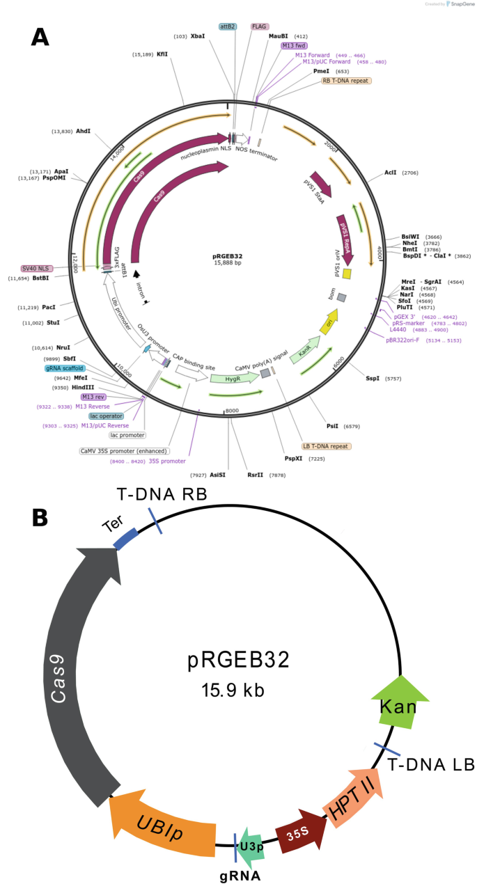 Agrobacterium-Mediated Genetic Transformation and Genome Editing Using ...