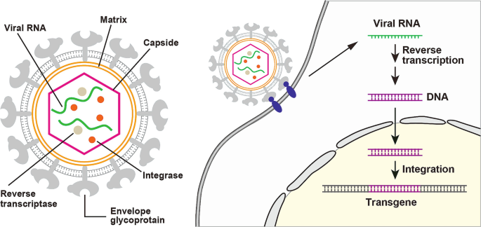 Properties and Application of Pseudotyped Lentiviral Vectors | SpringerLink