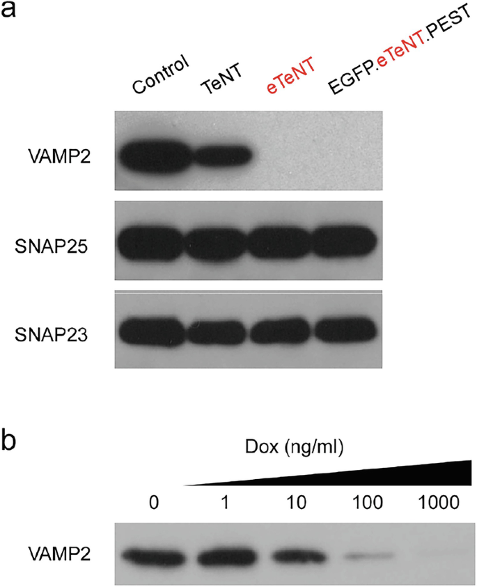 Synaptic Silencing with Transactivation of Tetanus Neurotoxin for ...