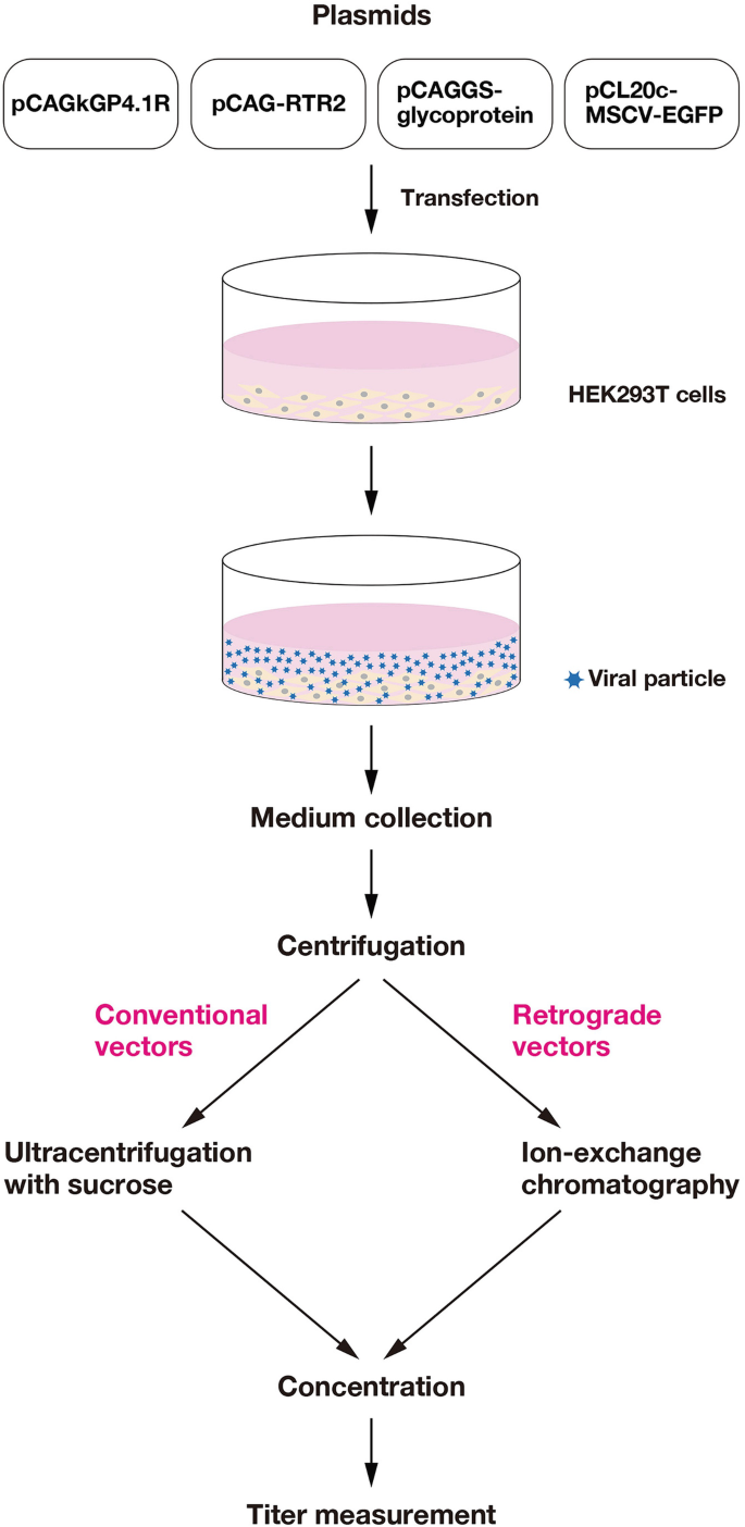 Production and Purification of Lentiviral Vectors | Springer Nature Link