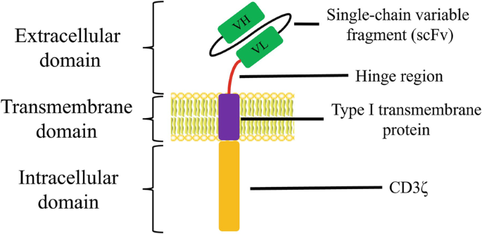 CAR-T Cell Therapy for Central Nervous System Tumors | Springer Nature ...