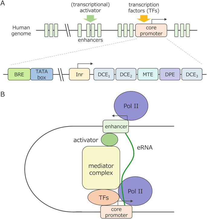 Ubiquitous and Brain Cell-Type-Specific Promoters and Enhancers in ...
