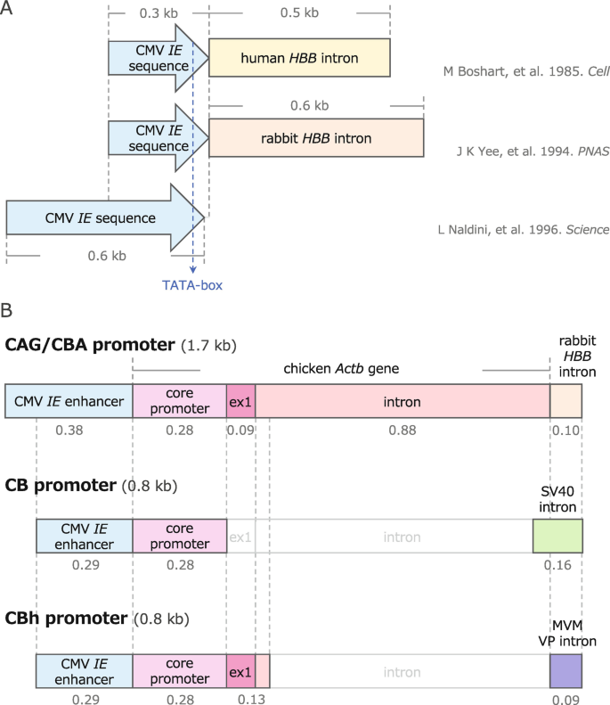 Ubiquitous and Brain Cell-Type-Specific Promoters and Enhancers in ...