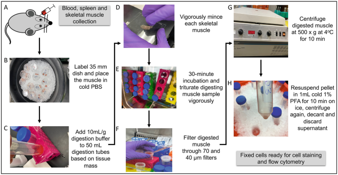 Isolation of Immune Cells from Skeletal Muscles for Flow Cytometry ...