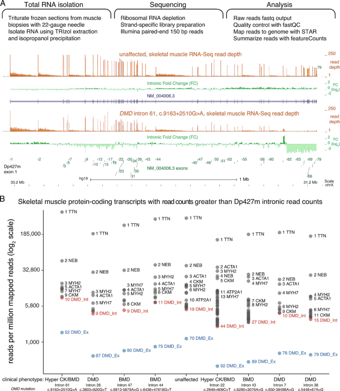 Total RNA-seq as a Tool to Study DMD Splicing and Transcriptional ...
