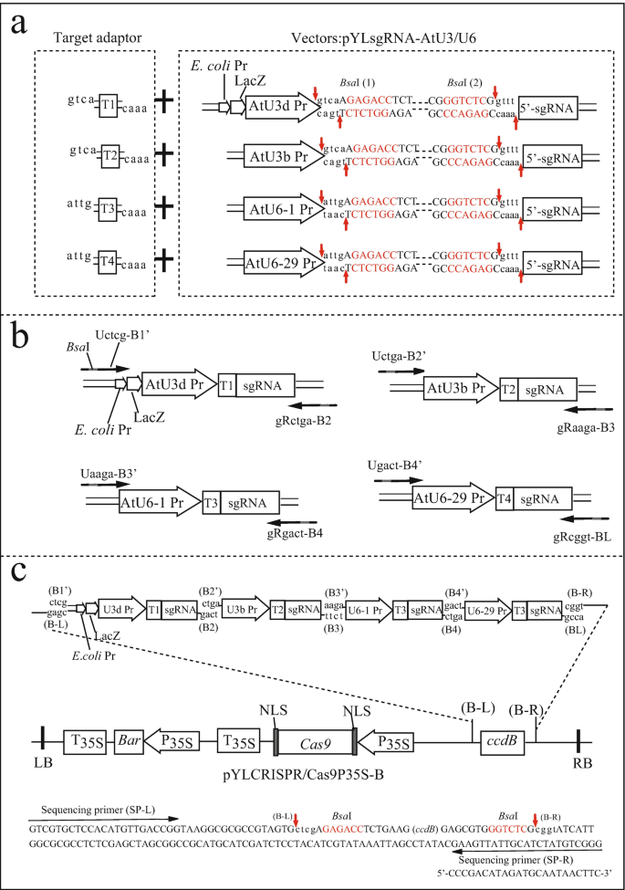 CRISPR/Cas9-Based Gene Editing in Soybean | SpringerLink