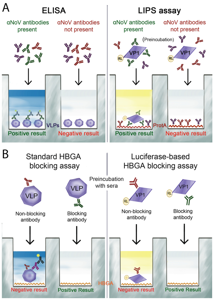 Profiling Norovirus Antibody Specificity and Function Using Luciferase ...