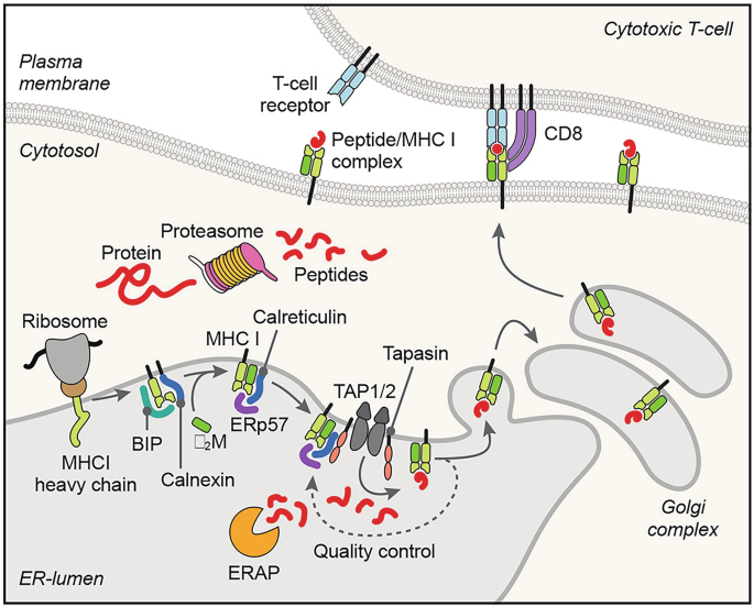 Targeted Analyses of MHC-I Peptides Using TOMAHAQ | SpringerLink