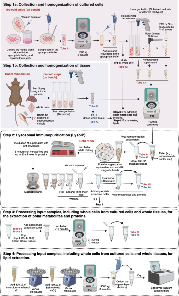 Lysosomal Immunoprecipitation (LysoIP) from Cells and Tissues for ...