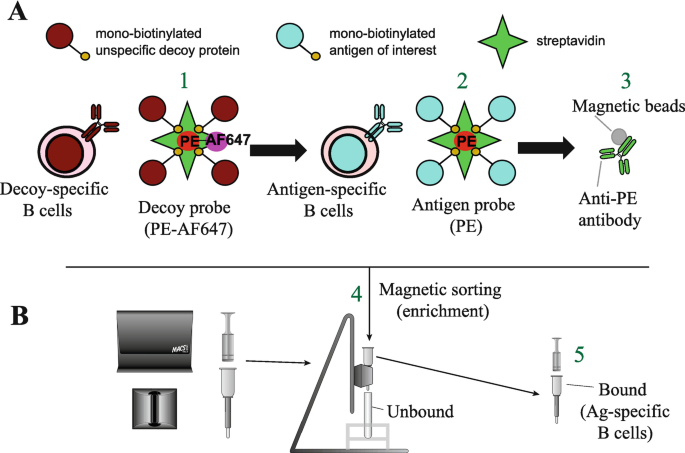 The Use of B-cell Tetramers for the Study of Trypanosoma cruzi-Specific ...