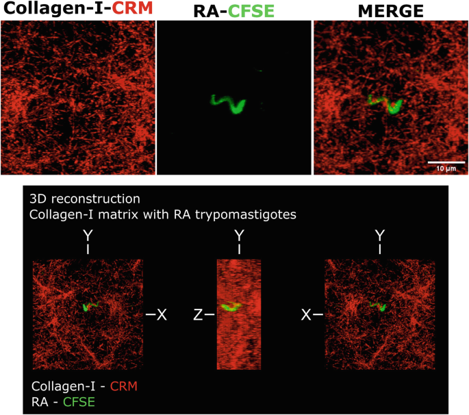 An In Vitro 3D Collagen-I Model for Studying Trypanosoma cruzi ...