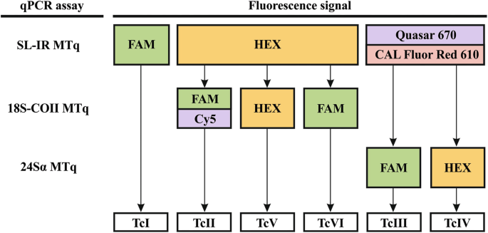 Identification of Trypanosoma cruzi Discrete Typing Units by Multiplex ...