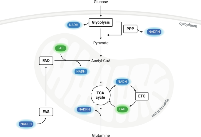Assessing Intracellular Metabolism of Immune Cells In Situ in Live ...
