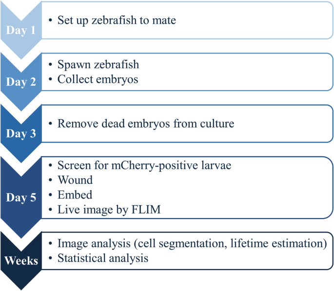 Assessing Intracellular Metabolism of Immune Cells In Situ in Live ...