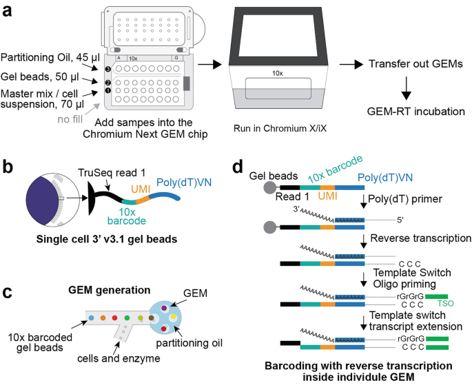 Single-Cell 3′ mRNA Sequencing with 10× Chromium Gel Beads-in-Emulsion ...