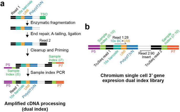 Single-Cell 3′ mRNA Sequencing with 10× Chromium Gel Beads-in-Emulsion ...