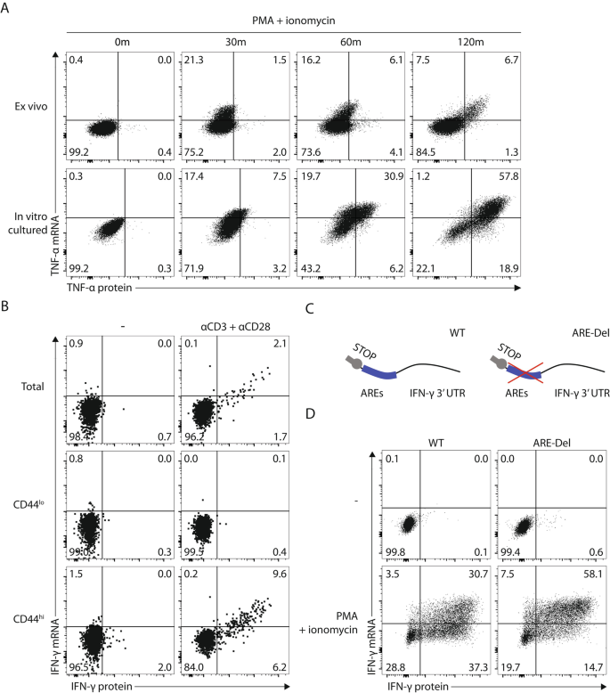 Combined Single-Cell Measurement of Cytokine mRNA and Protein in Immune ...