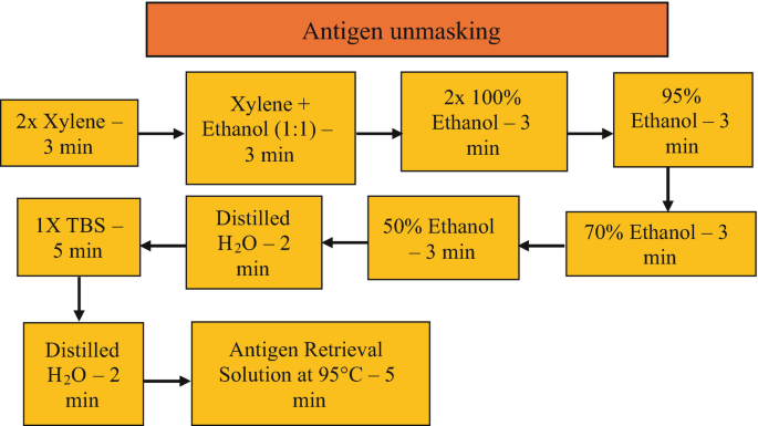 A Beginner’s Guide to Immunohistochemistry Technique for Paraffin ...