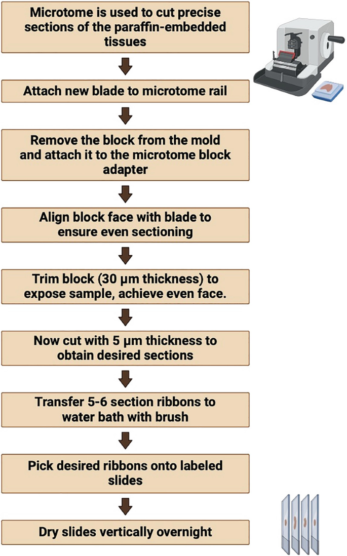 Masson’s Trichrome Staining Technique to Evaluate Tissue Fibrosis ...