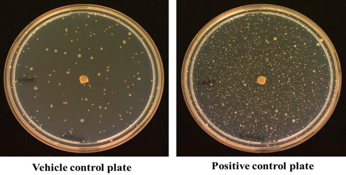 Bacterial Reverse Mutation Test: Ames Test | SpringerLink