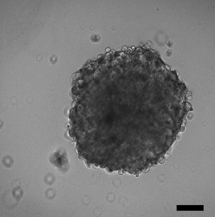 3D Liver Models for Genotoxicity Testing | SpringerLink