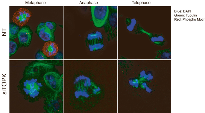 Comparative Genomic Hybridization (CGH) in Genotoxicology: From the ...