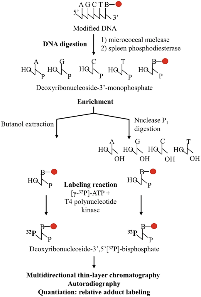 32P-Postlabeling Analysis of DNA Adducts | Springer Nature Link