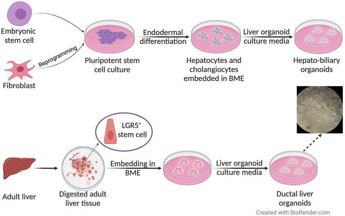 Organoids for Genotoxicity Assessment | Springer Nature Link