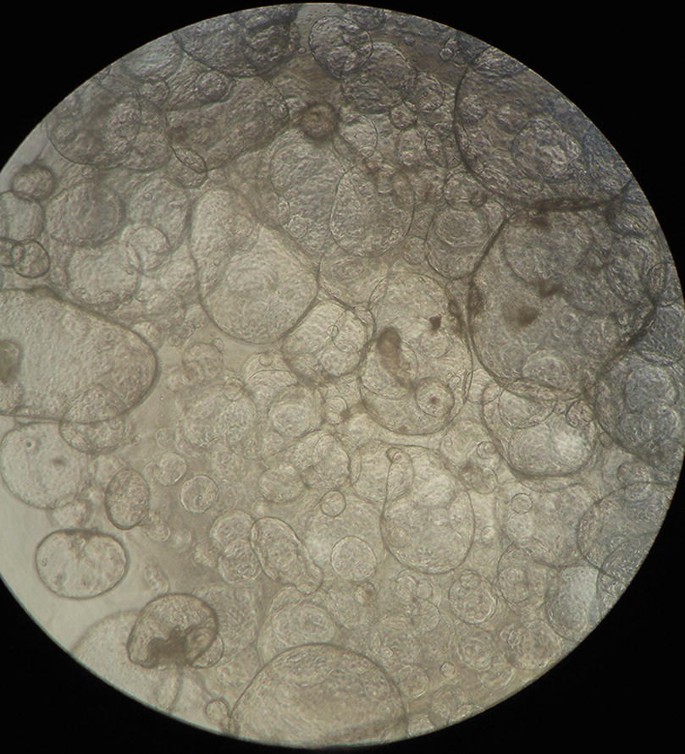 Organoids for Genotoxicity Assessment | Springer Nature Link
