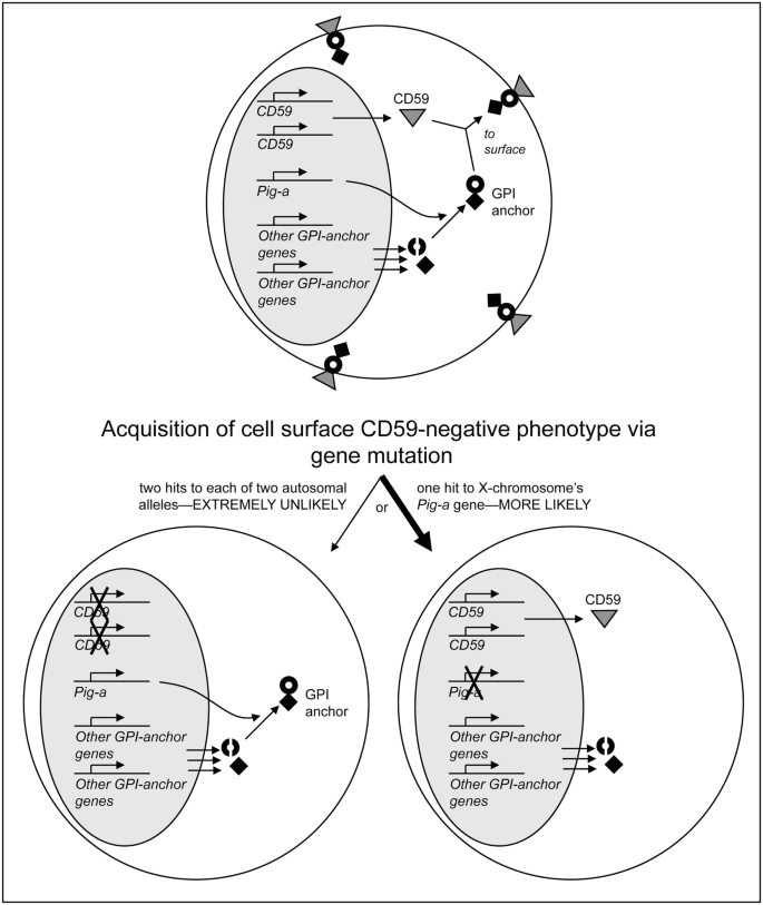 Erythrocyte-Based Pig-a Gene Mutation Assay | SpringerLink