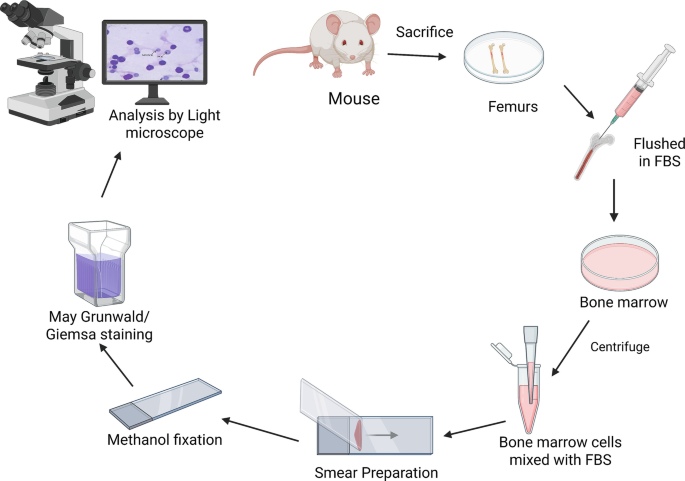 In Vivo Micronucleus and Chromosomal Aberration Assays in Mouse Bone ...