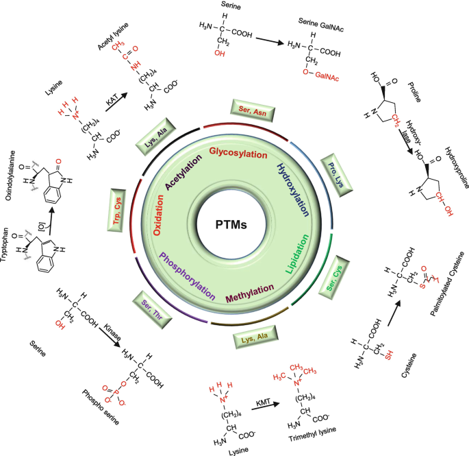 Posttranslational Modifications in Proteins Under Stress and Memory ...