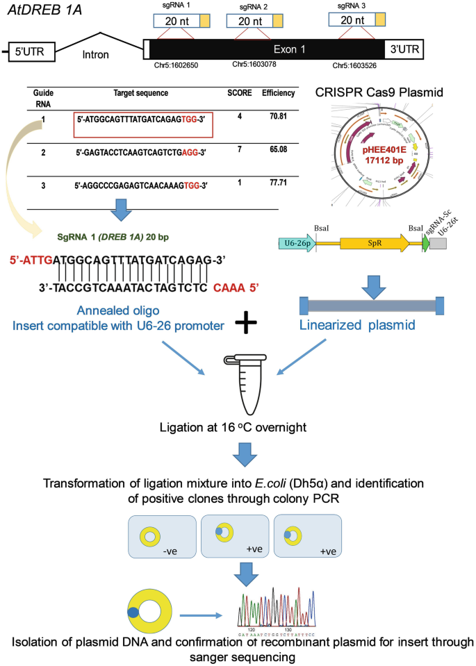 Target-Specific Single Guide RNA (sgRNA) Design and In Vitro Validation of Target-Specific ...
