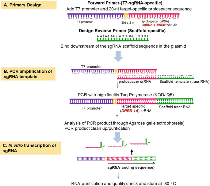 Target-Specific Single Guide RNA (sgRNA) Design and In Vitro Validation of Target-Specific ...