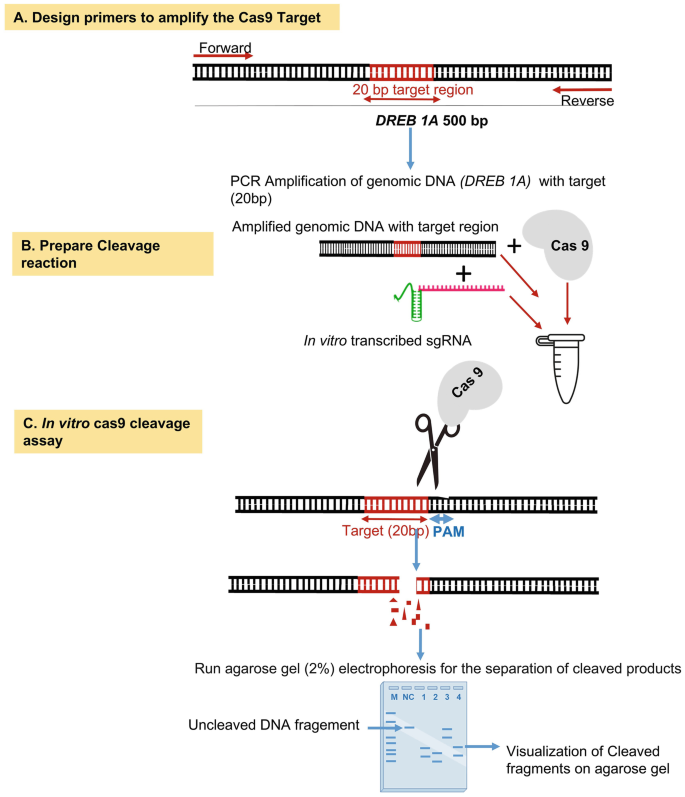 Target-Specific Single Guide RNA (sgRNA) Design and In Vitro Validation ...