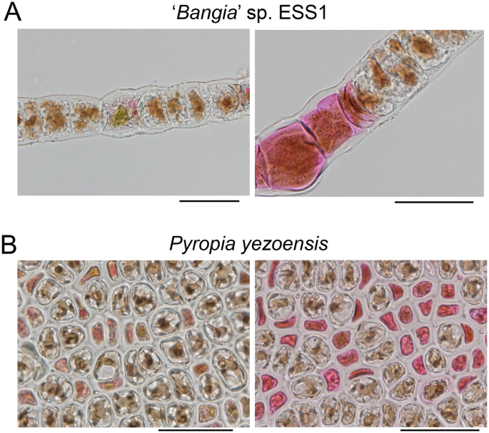 Studying Heat-Stress Memory in Red Algae | SpringerLink