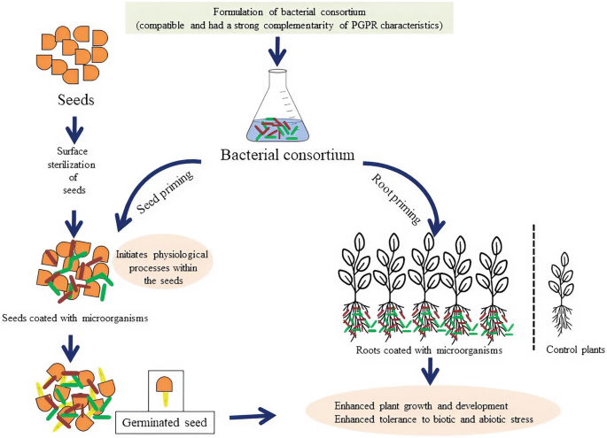 Priming Seeds and Plants with Microbial Inoculants to Improve Growth ...