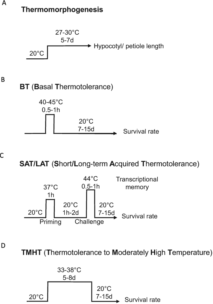 Assays to Study Plant Response to High Temperature in Arabidopsis ...