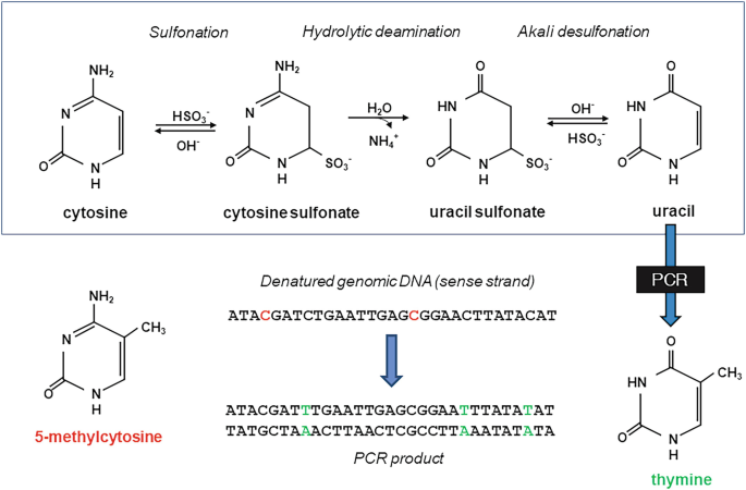 Studying DNA Methylation for Transgenerational Inheritance | Springer ...