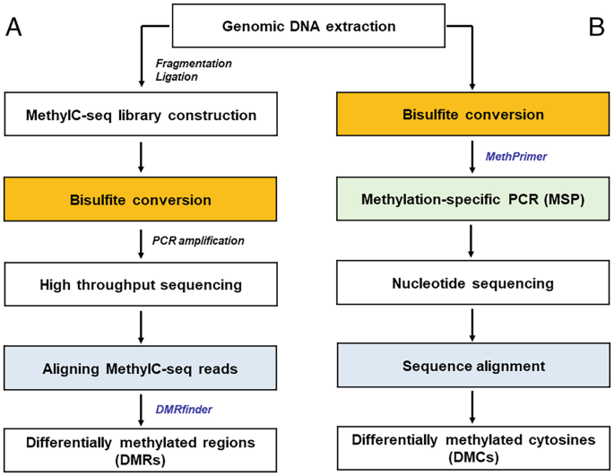 Studying DNA Methylation for Transgenerational Inheritance | SpringerLink