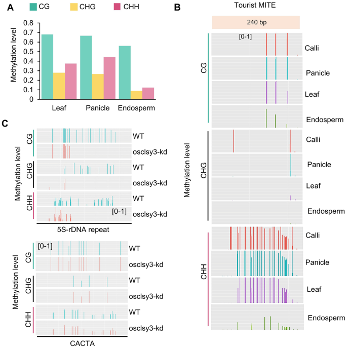 Targeted Bisulfite Sequencing and DNA Methylation Analysis in Rice ...