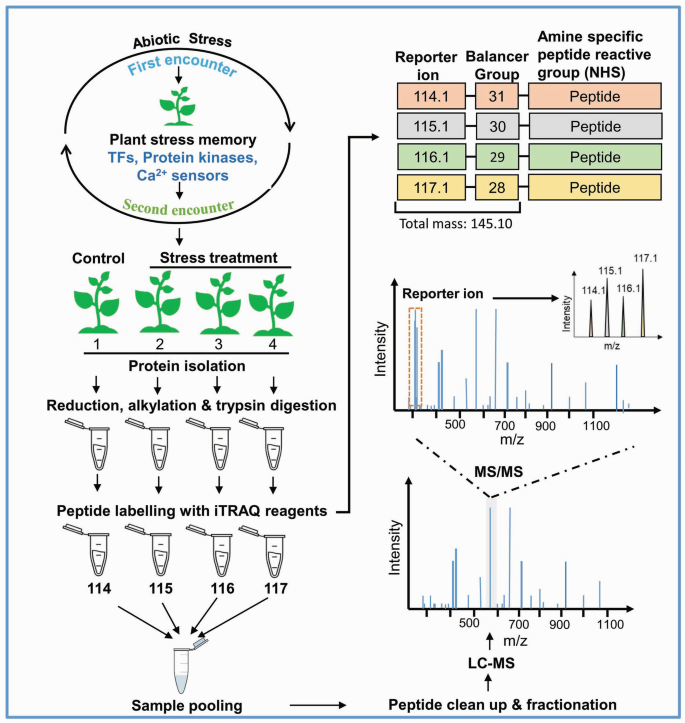 iTRAQ-Based Proteomic Approach to Study Stress Memory Responses in Plants | SpringerLink