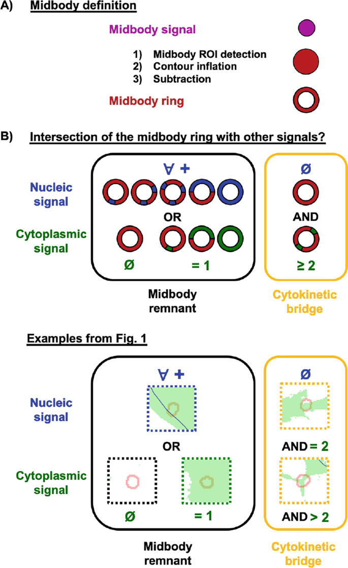 Semi-automated Detection of Late Cytokinetic Bridges | Springer Nature ...