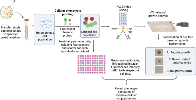 Dissecting Bacterial Growth Variants by Cellular Phenotypic Profiling ...