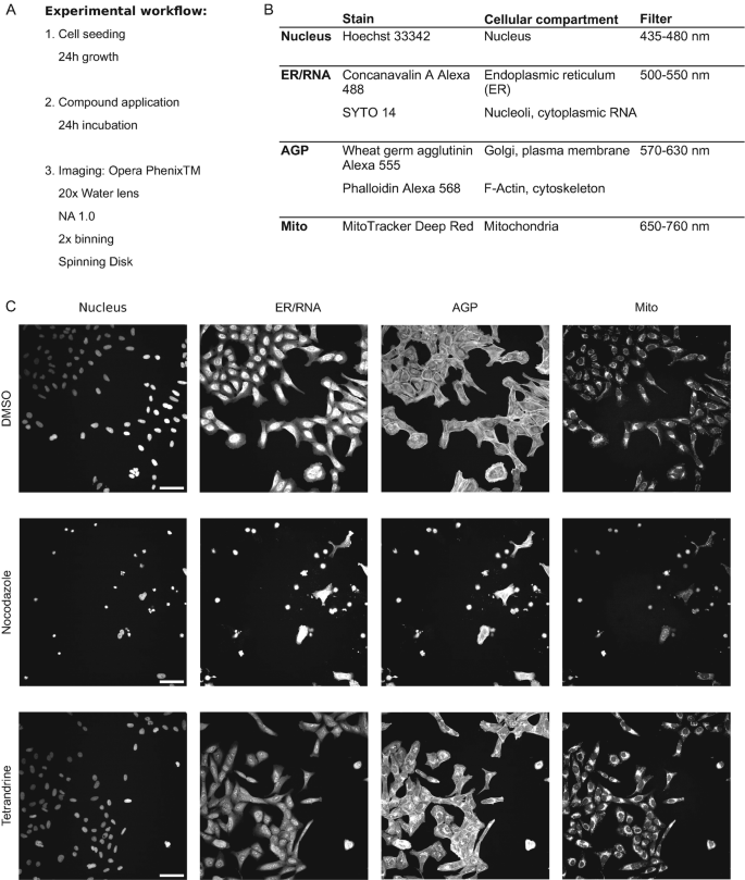Cell Painting Protocol to Characterize Morphological Profiles of Large ...