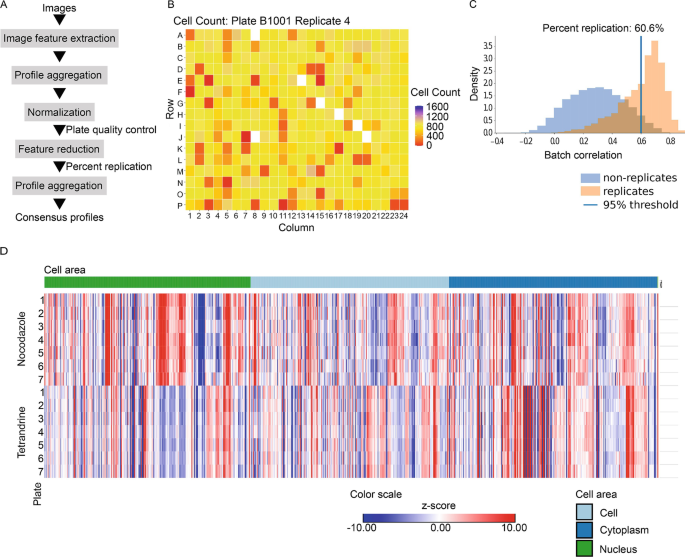 Cell Painting Protocol to Characterize Morphological Profiles of Large ...