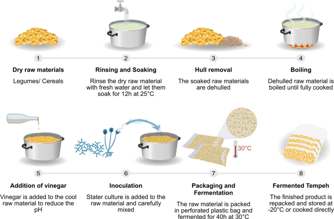 Rhizopus spp. and the Evolution of Tempeh from Tradition to Modern Uses ...