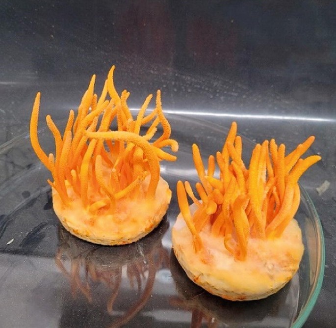 Pharmacognostic Study of Cordyceps militaris | Springer Nature Link