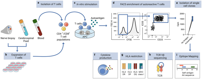 Identification and Characterization of Human Autoreactive T Cells for ...