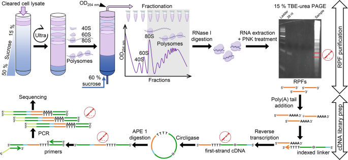 A Versatile Ribo-seq Workflow for Enhanced Analysis of Ribosome ...
